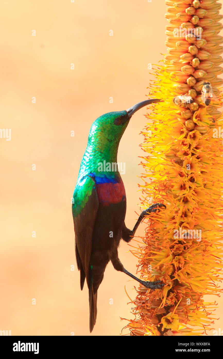 Marico sunbird (Cinnyris mariquensis) and bees foraging an ...