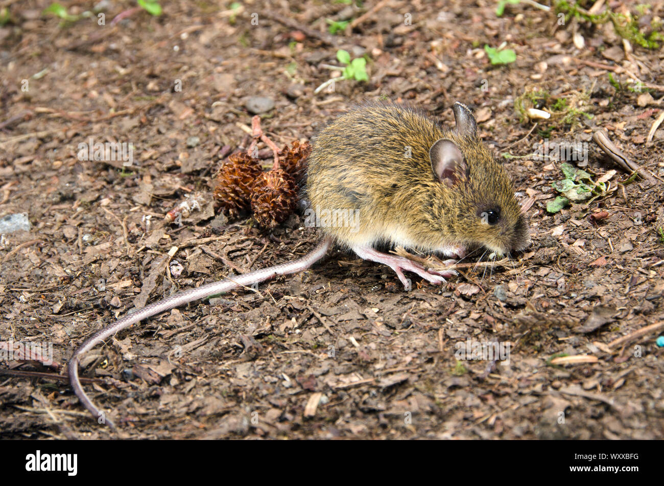 Pacific Jumping Mouse Zapus Trinotatus High Resolution Stock ...