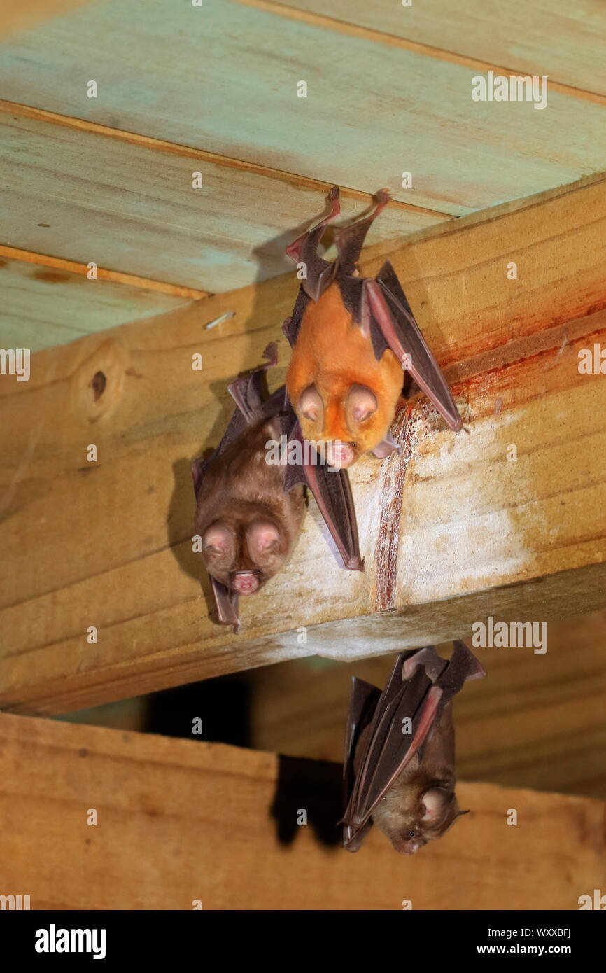 Sundevall's Leaf-nosed Bat (Hipposideros caffer), Kruger National Park ...