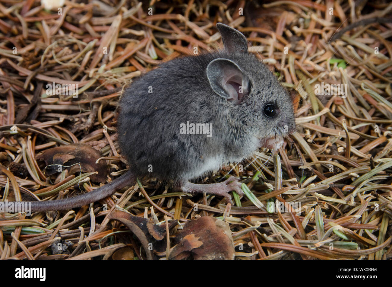 North american deer mouse peromyscus maniculatus hi-res stock ...