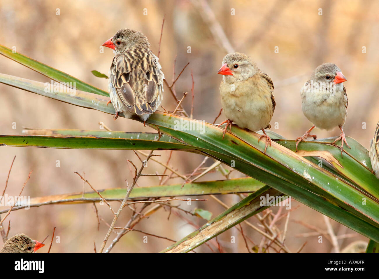 Red-billed Quelea (Quelea quelea) on leaves, Kruger National Park ...