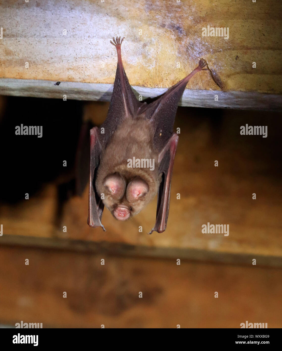 Leaf nosed bat hi-res stock photography and images - Alamy