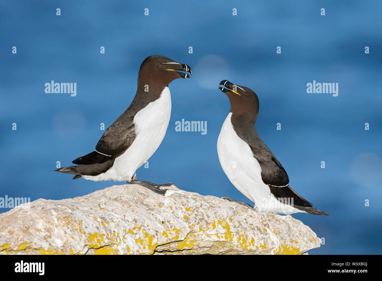 Razorbill (Alca torda). A pair interacting on top of a rock. Taken in ...