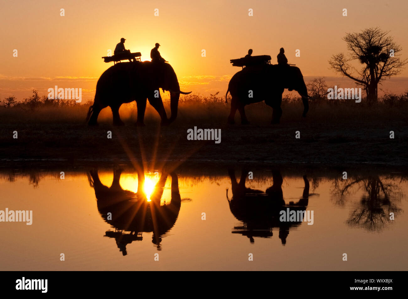 Elephant back safari, Abu Camp, Okavango Delta, Botswana Stock Photo ...