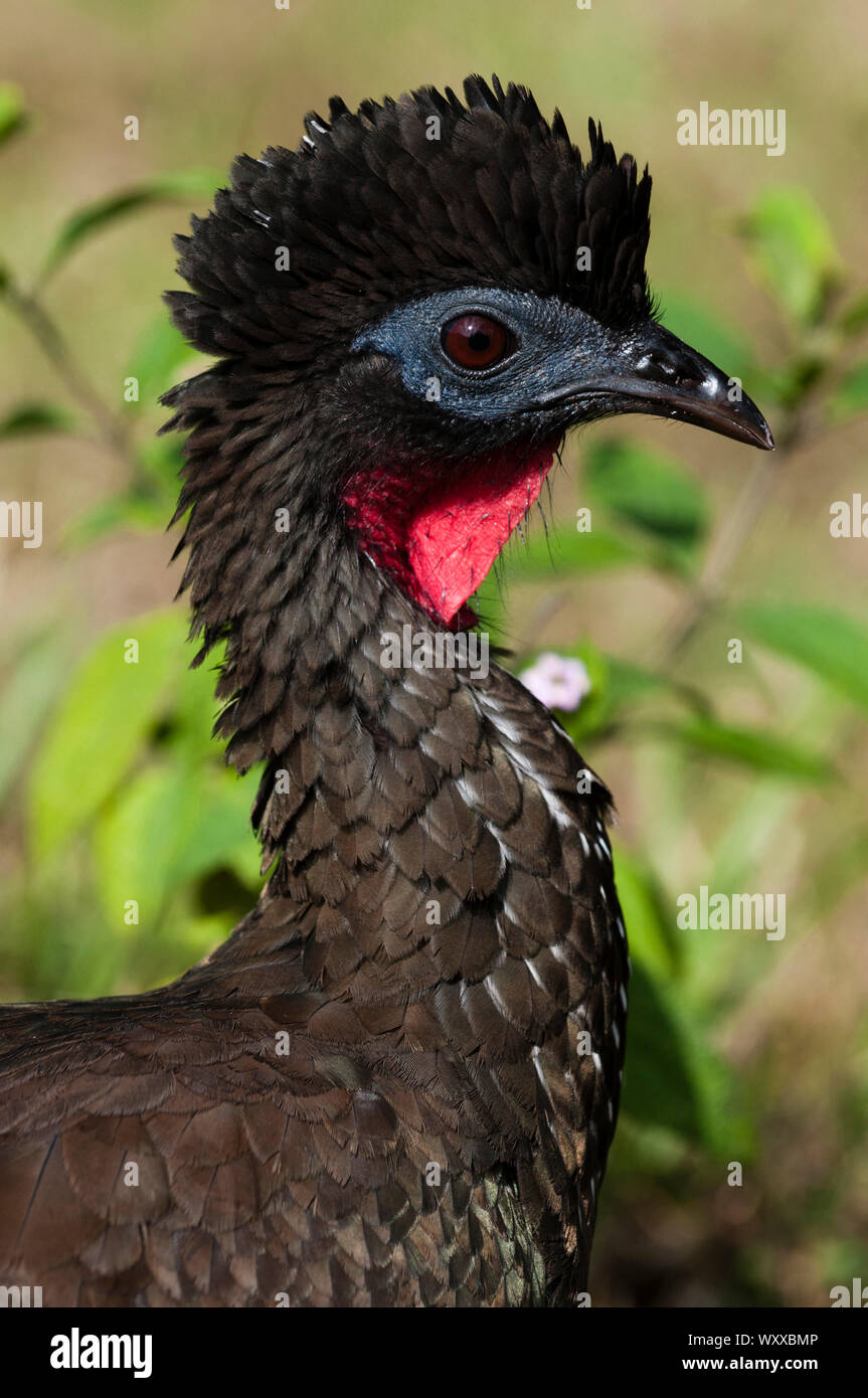 Crested Guan (Penelope purpurascens), Osa peninsula, Costa Rica Stock ...