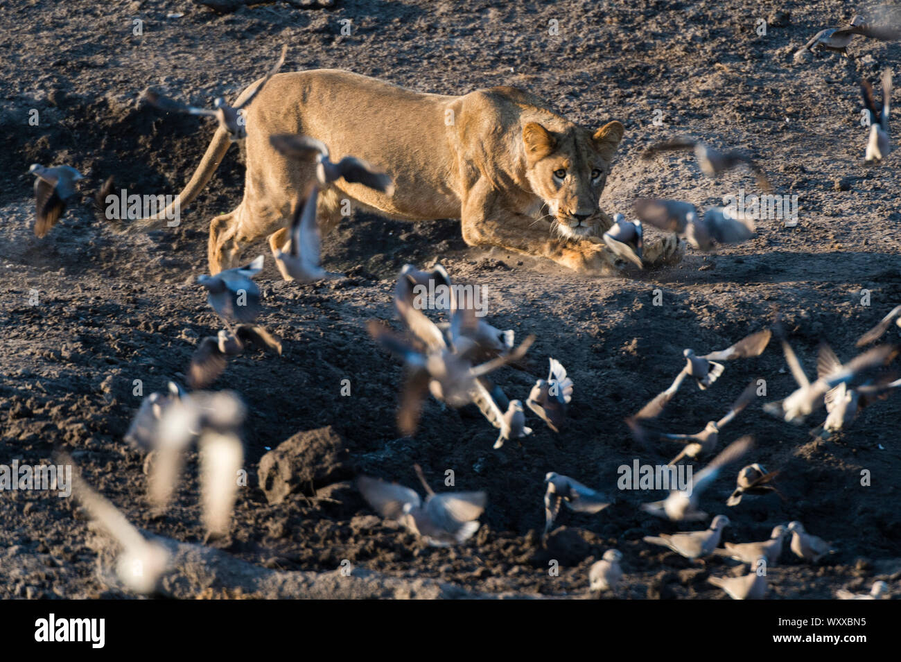 Leo come dove hi-res stock photography and images - Alamy