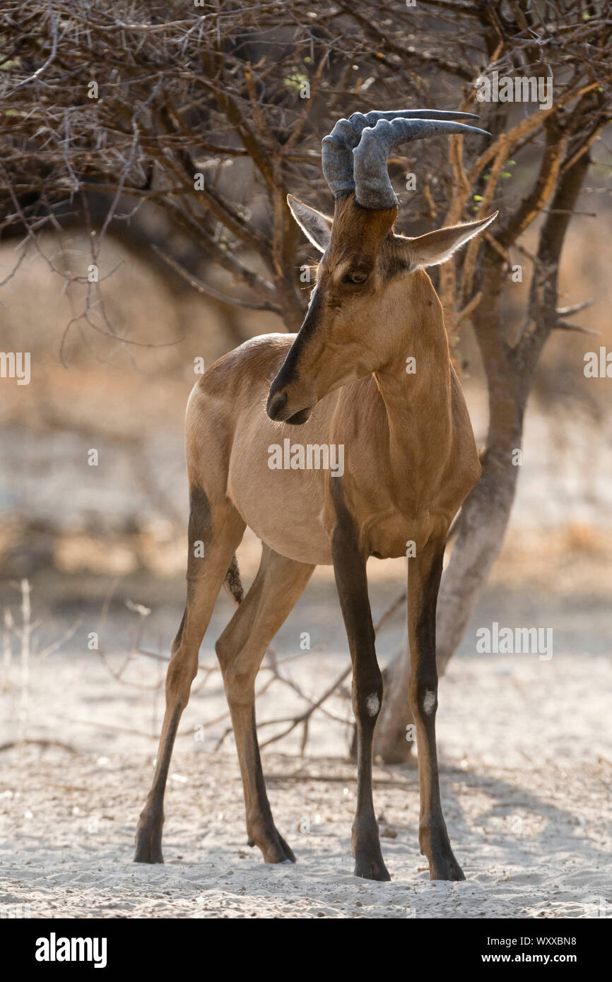 Red hartebeest (Alcelaphus buselaphus), Kalahari, Botswana Stock Photo ...