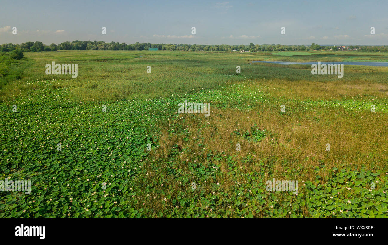 Background is the lotus leaf and lotus flower and lotus bud and tree ...