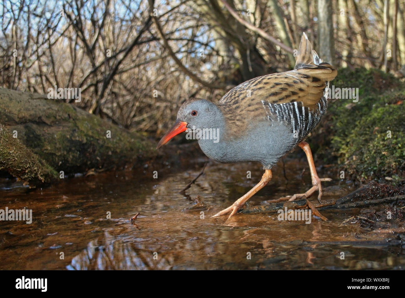 Water Rail (Rallus aquaticus). A adult rail walking through the ...