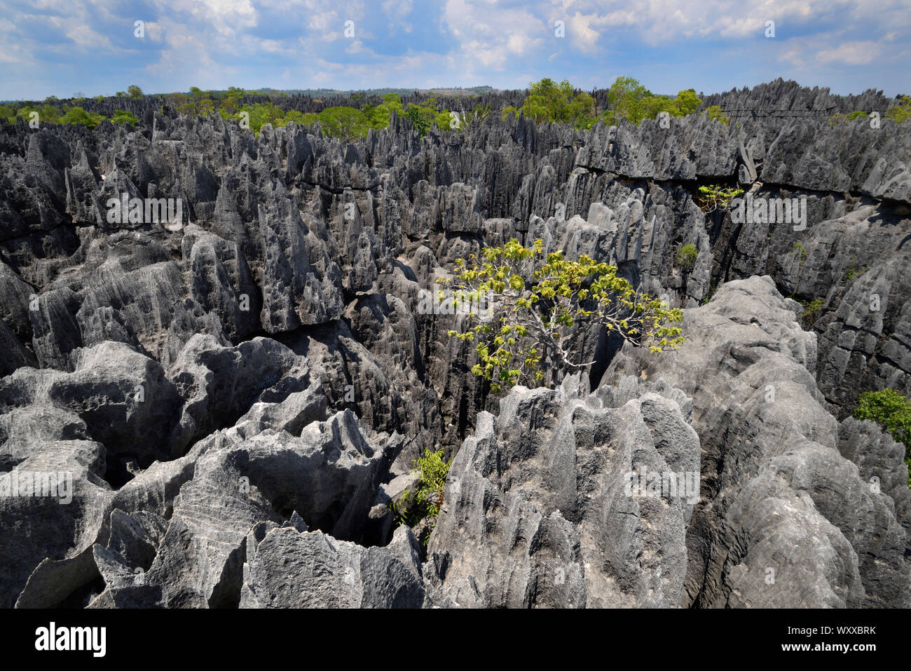 Landscape of tropical karstic phenomena in the Tsingy national park of ...