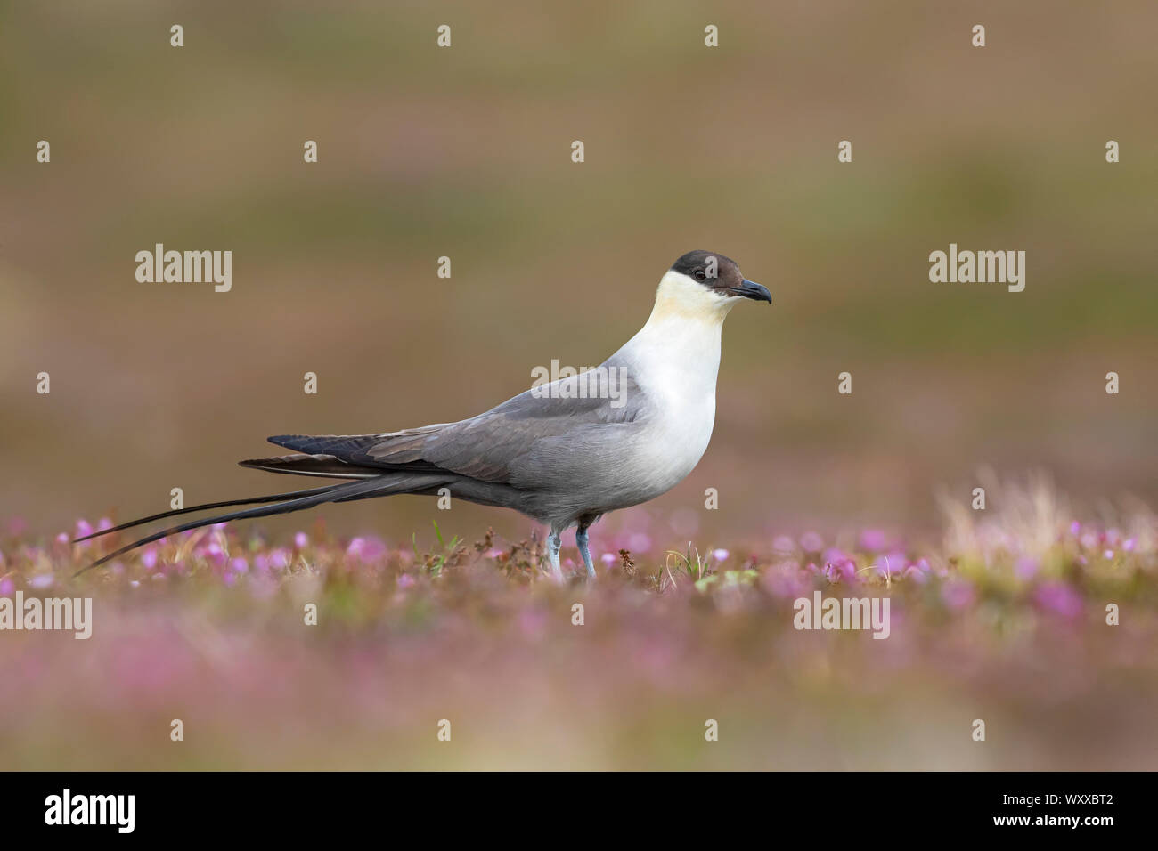 Long-tailed Jaeger (Stercorarius longicaudus). An adult bird feeding ...
