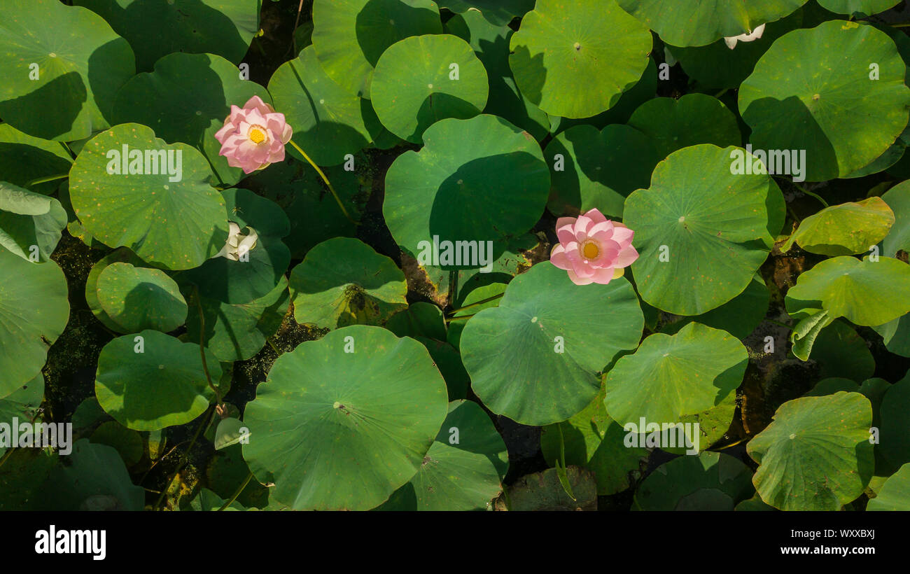 Background is the lotus leaf and lotus flower and lotus bud and tree ...