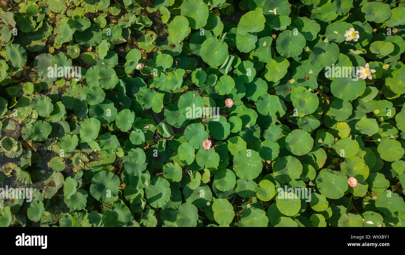 Aerial view pink lotus flower hi-res stock photography and images - Alamy