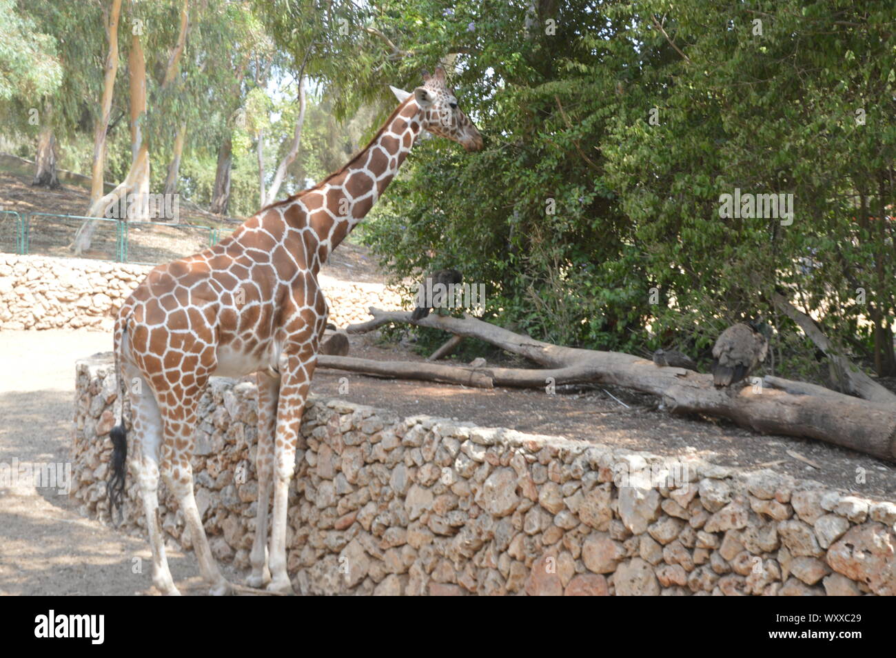 Safari in israel Stock Photo - Alamy