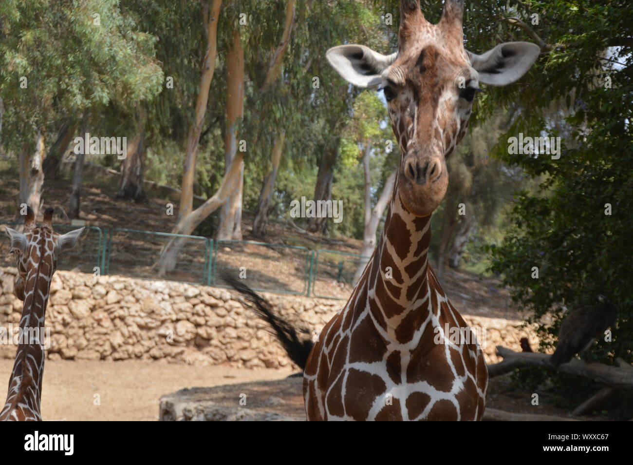 Safari in israel Stock Photo - Alamy