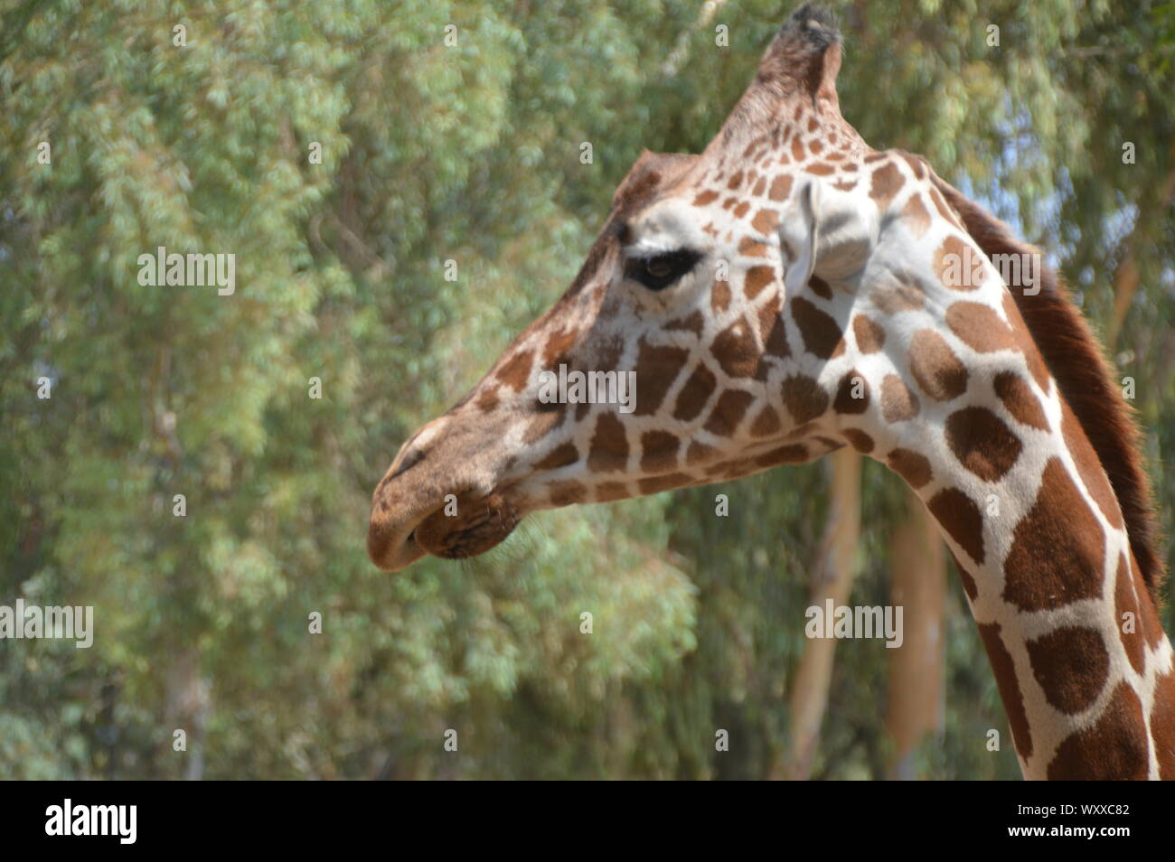 Safari in israel Stock Photo - Alamy