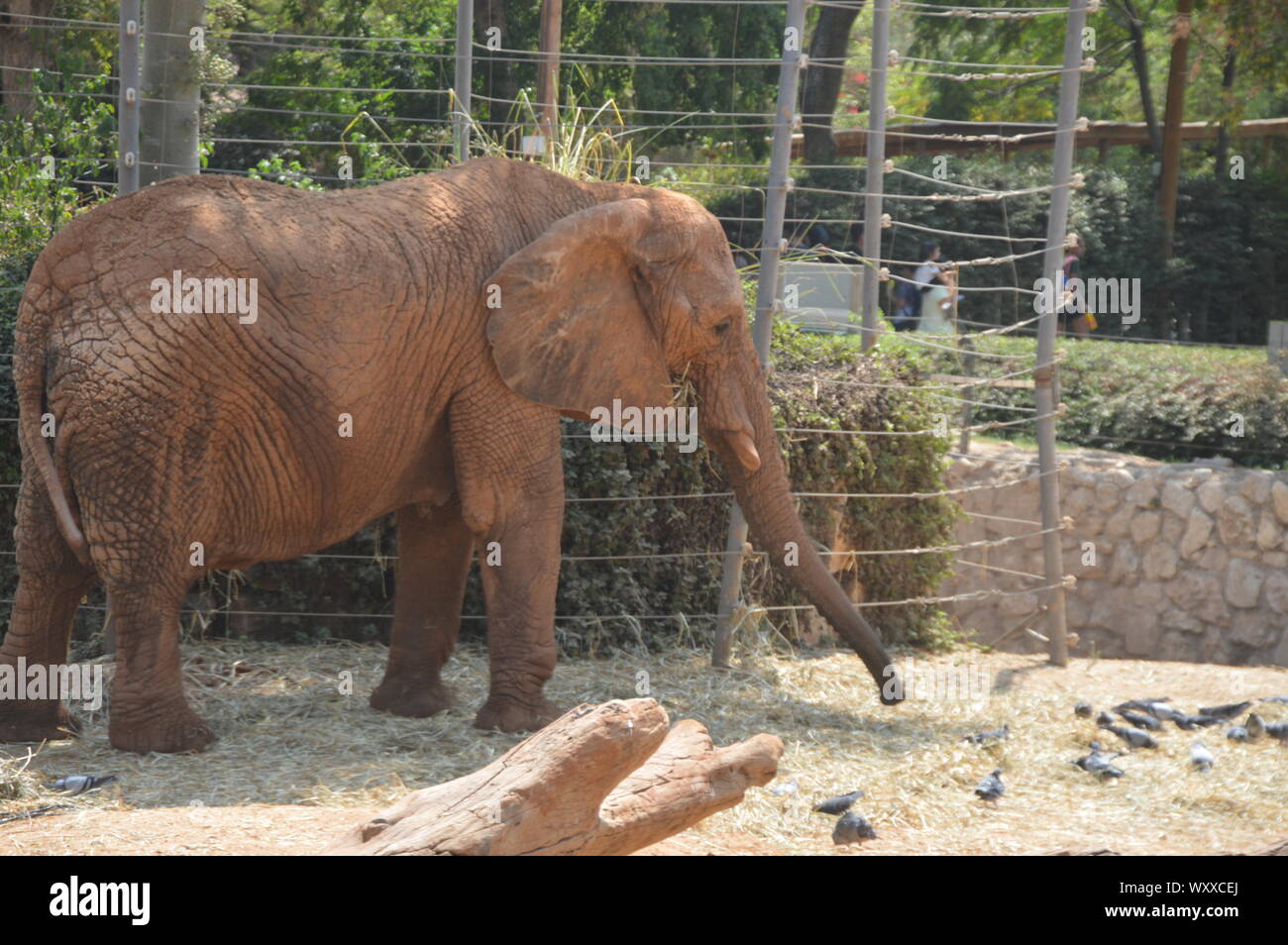 Safari in israel Stock Photo - Alamy