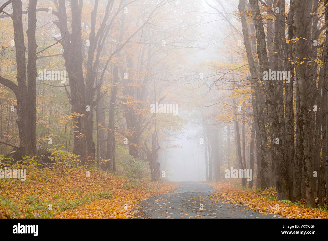 Empty road with fall color hi-res stock photography and images - Alamy