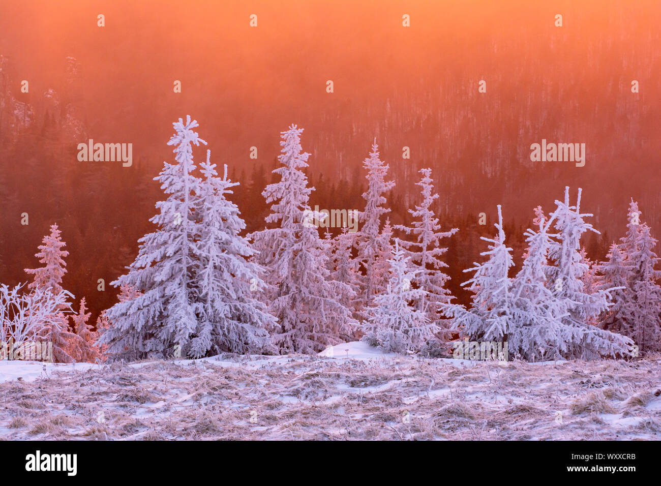 Snow-white arms, in the warm sun light at sunrise Stock Photo - Alamy