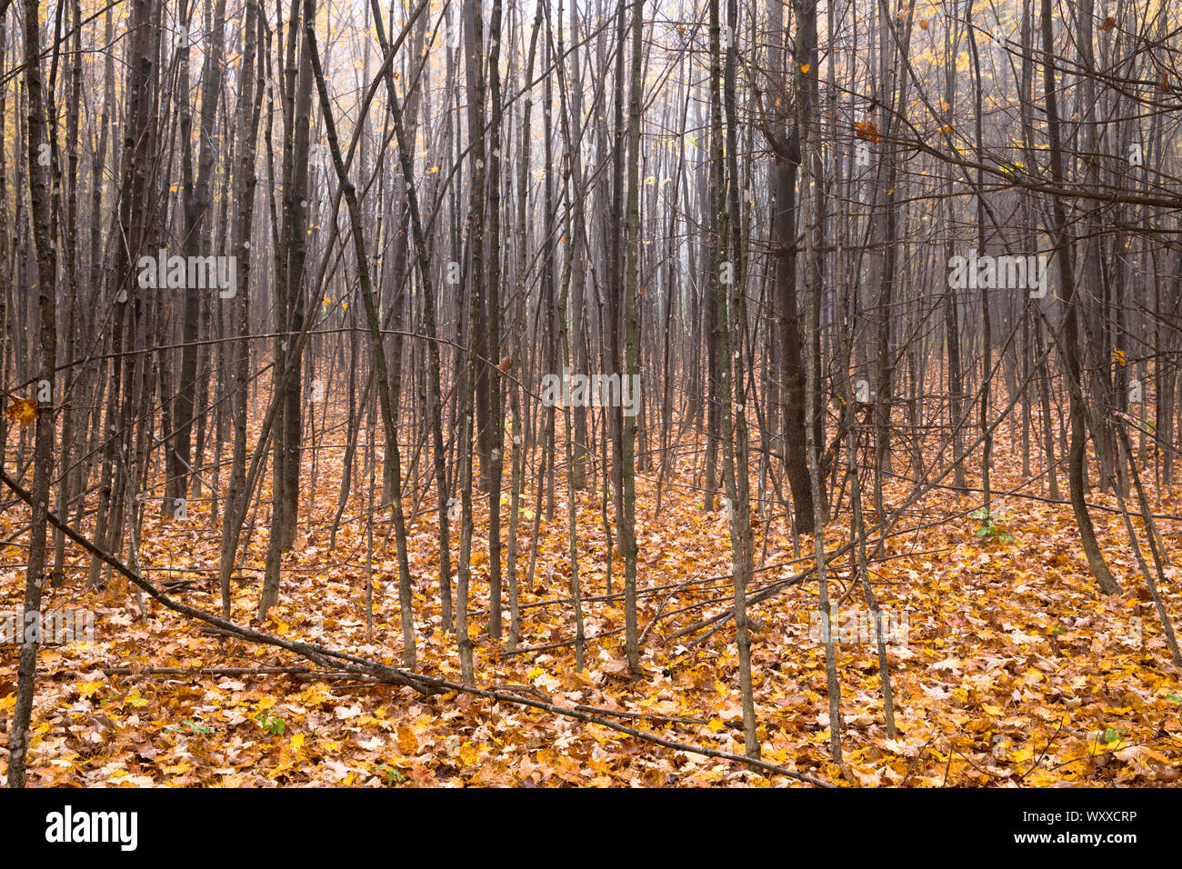 Fallen leaves and bare slim tree trunks during The Fall in Vermont, New ...