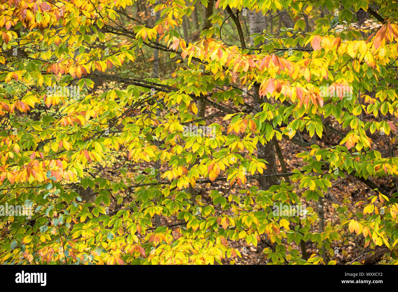 The Fall foliage colours of Maple tree near Woodstock in Vermont, New ...