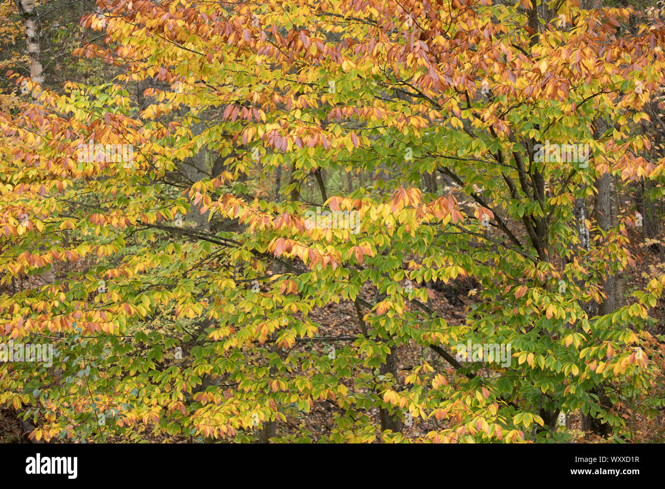 The Fall foliage colours of Maple tree near Woodstock in Vermont, New ...