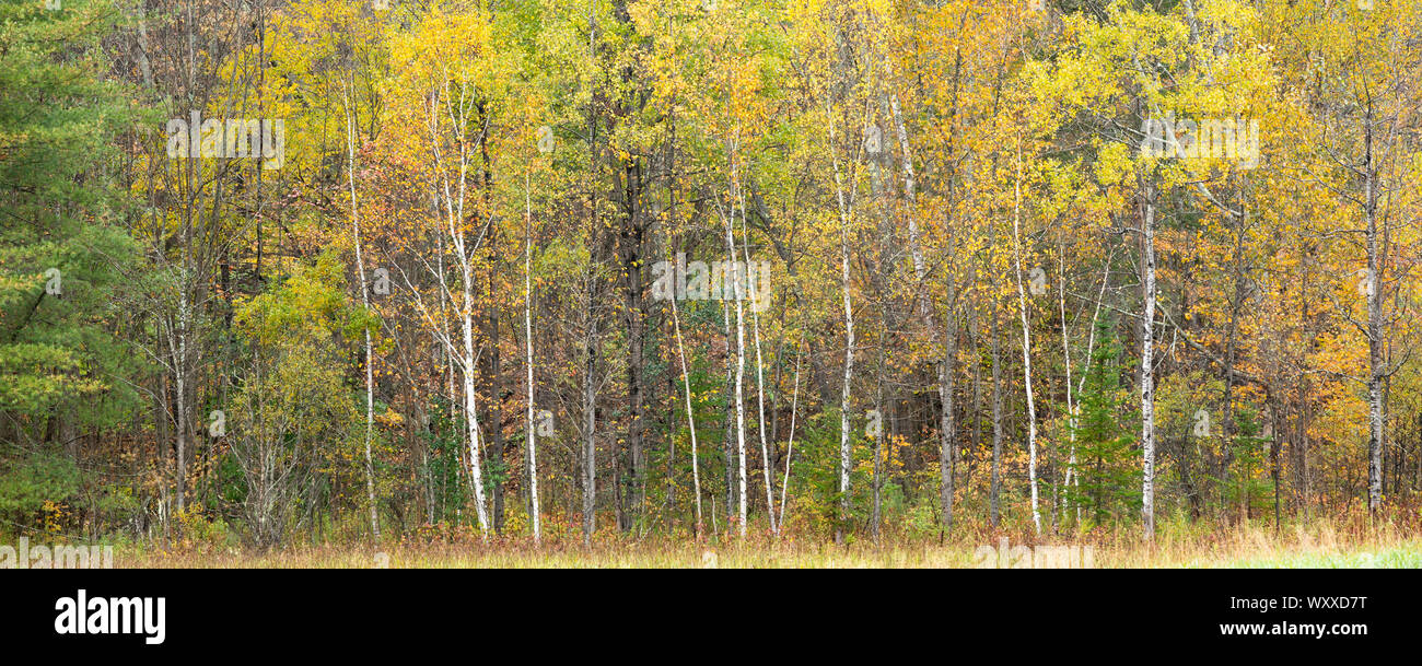 The Fall foliage colours of Aspen trees near Woodstock in Vermont, New ...