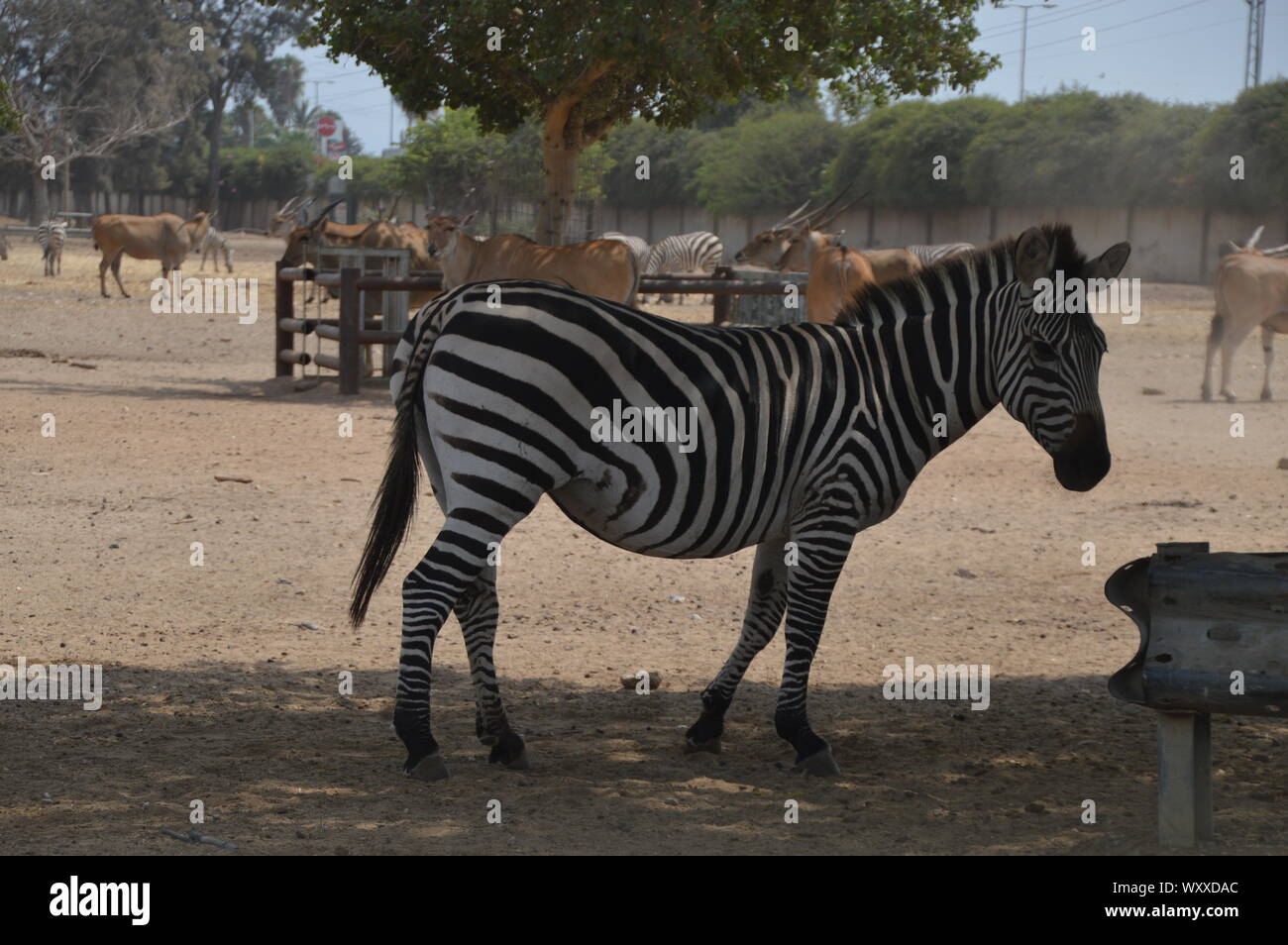 Safari in israel Stock Photo - Alamy