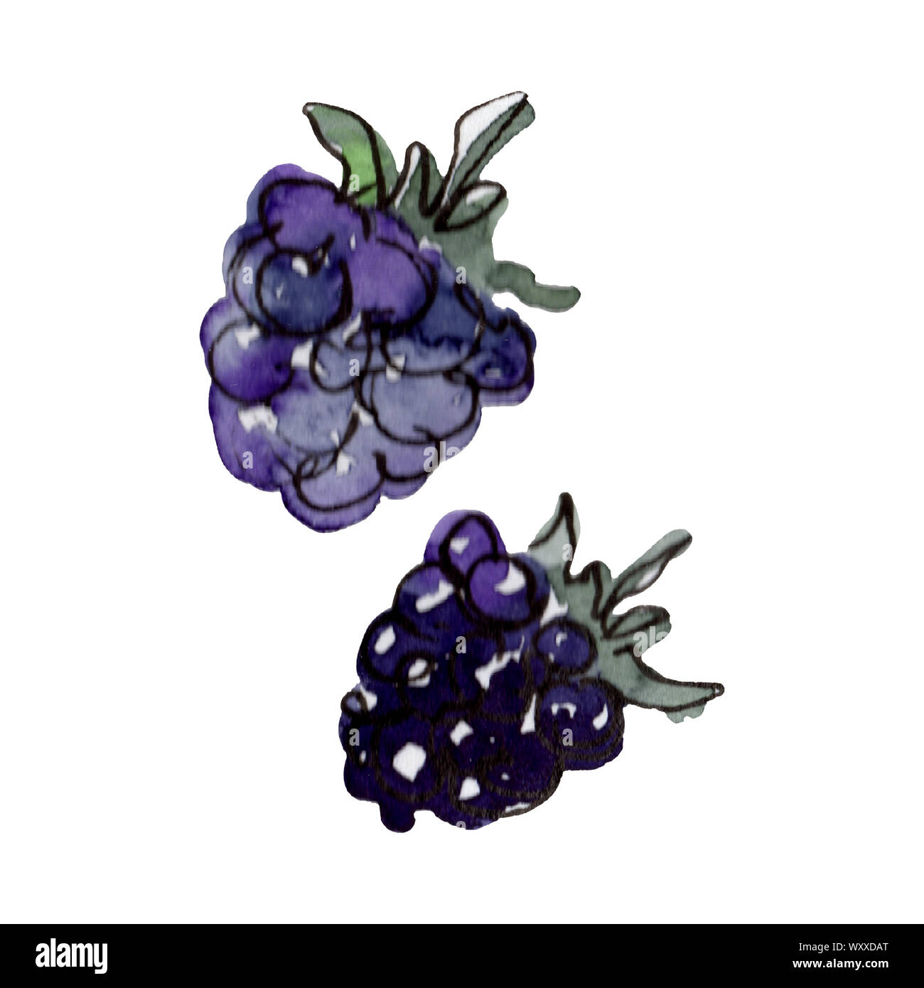 Fresh blackberry fruit. Background illustration set. Watercolour ...