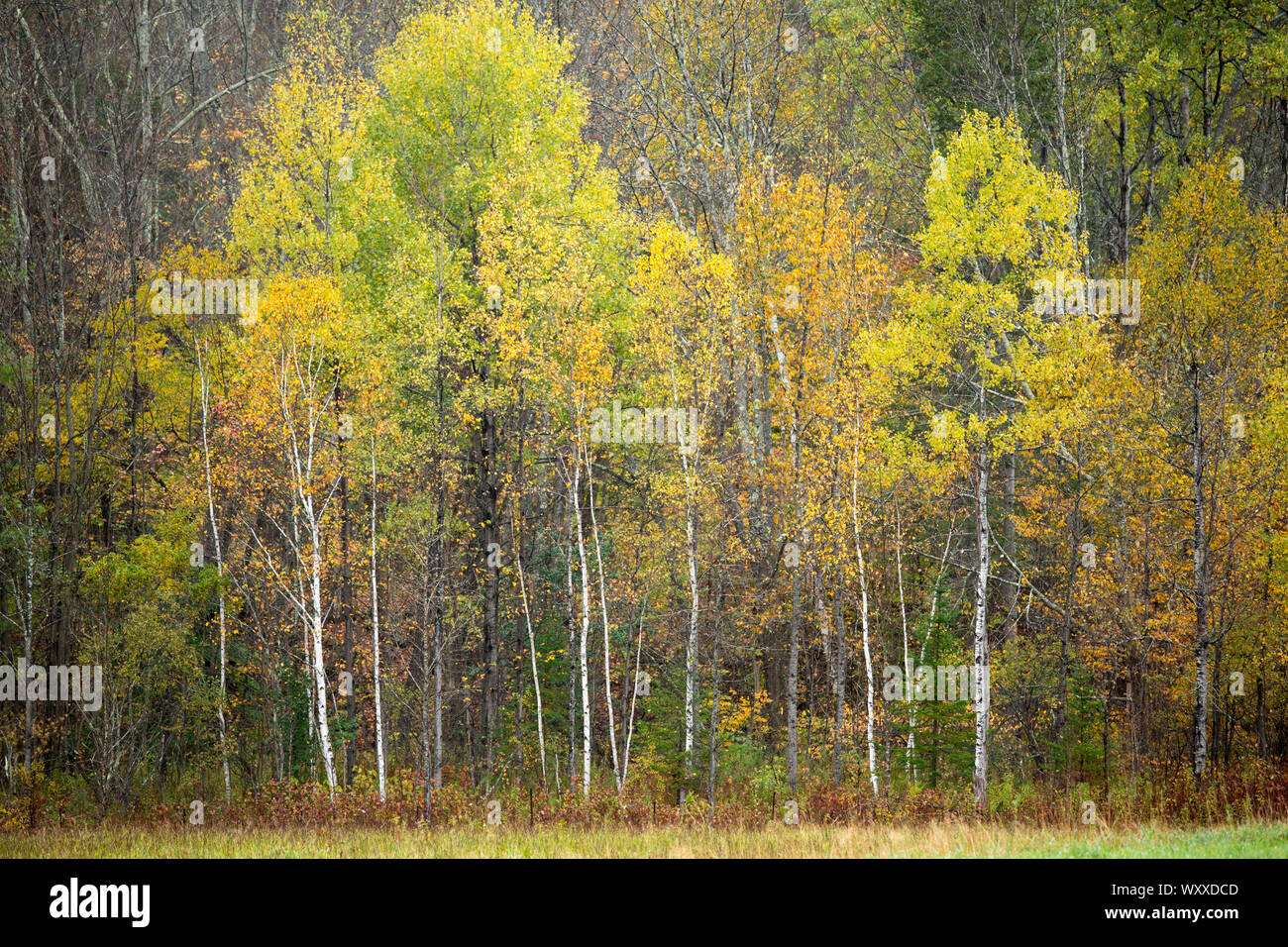 Aspen Tree Photos