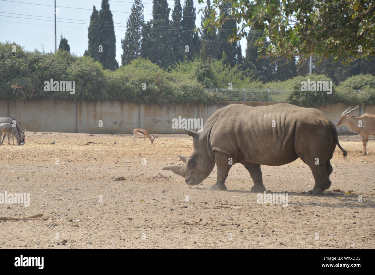 Safari in israel Stock Photo - Alamy