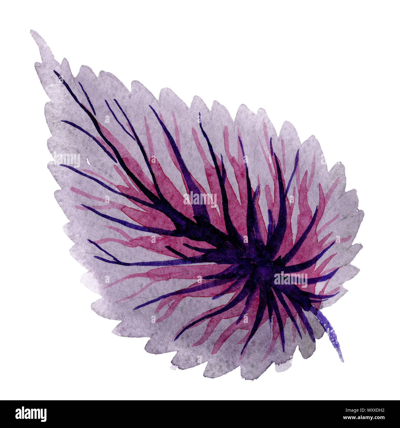 Begonia leaf floral botanical flower. Watercolor background ...