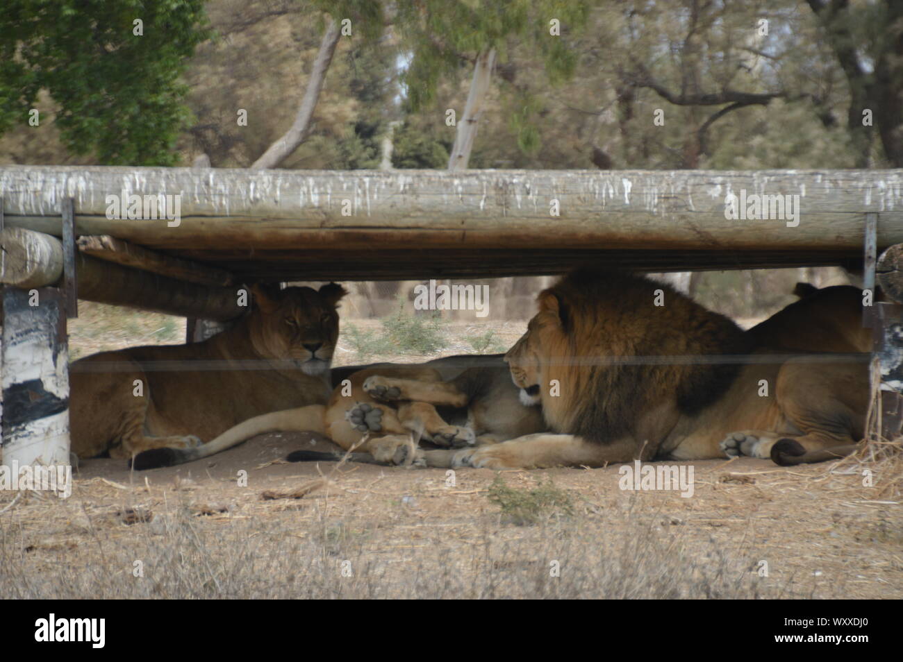 Safari in israel Stock Photo - Alamy