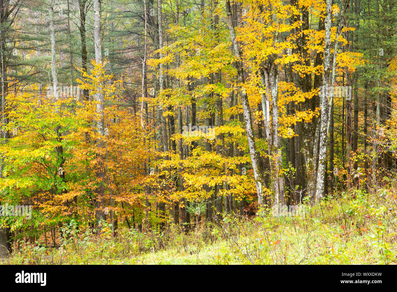 New england fall colors trees hi-res stock photography and images - Alamy