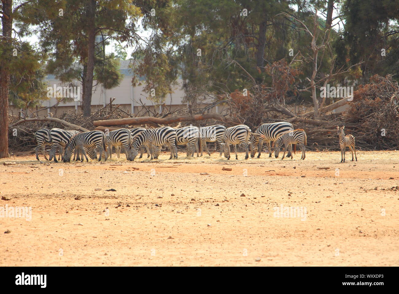 Safari in israel Stock Photo - Alamy