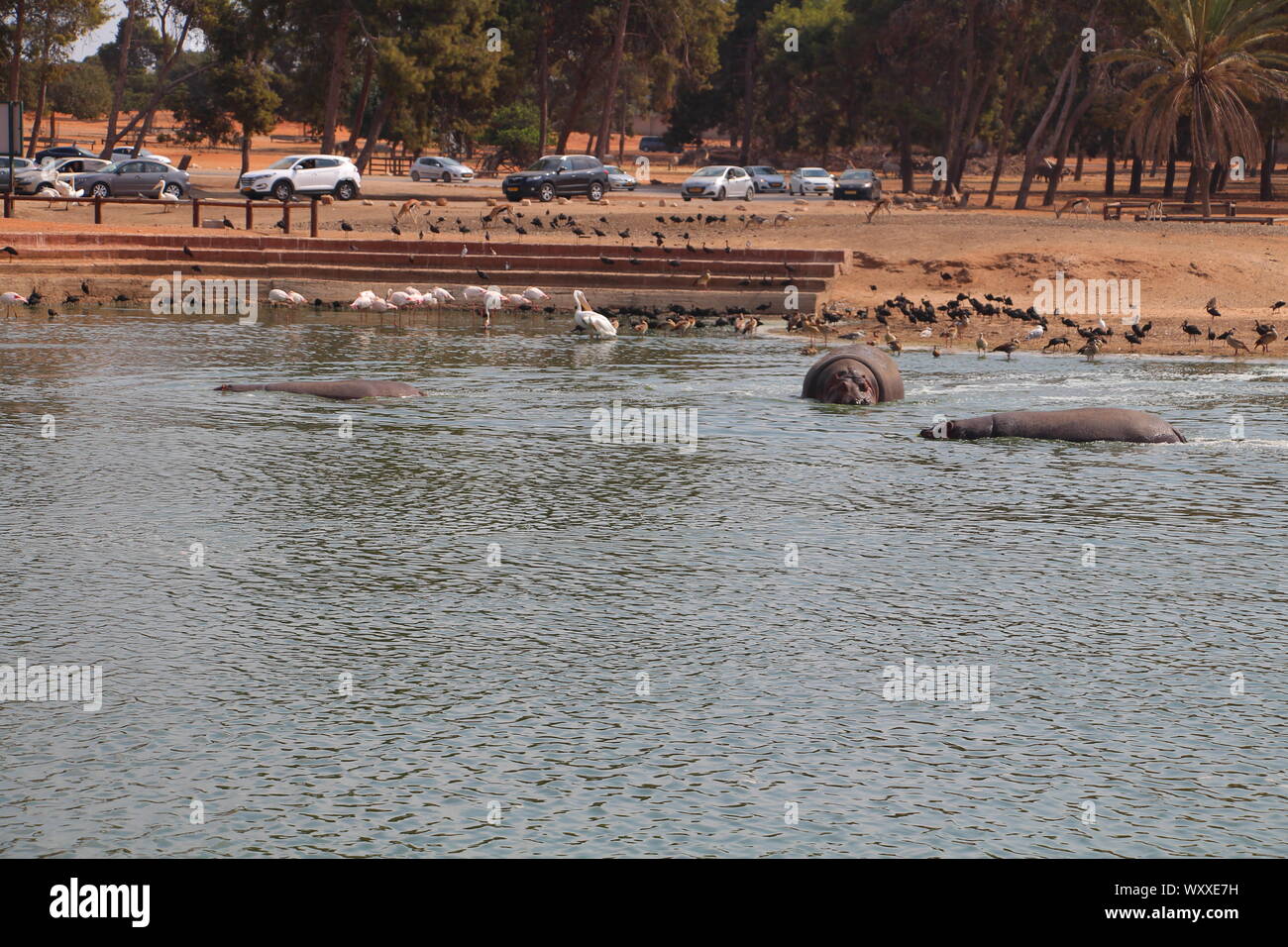 Safari in israel Stock Photo - Alamy