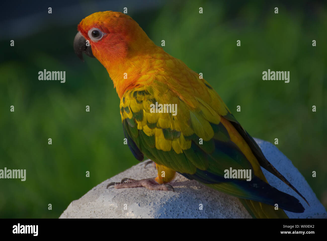 Tropical pet birds hi-res stock photography and images - Alamy