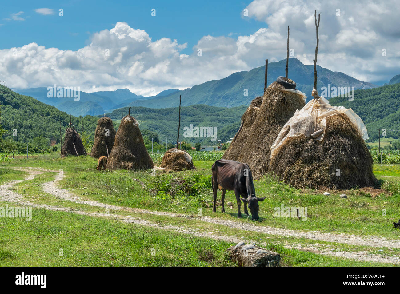 Traditional stooks, haystacks, near Burrel in Dibër county, central ...