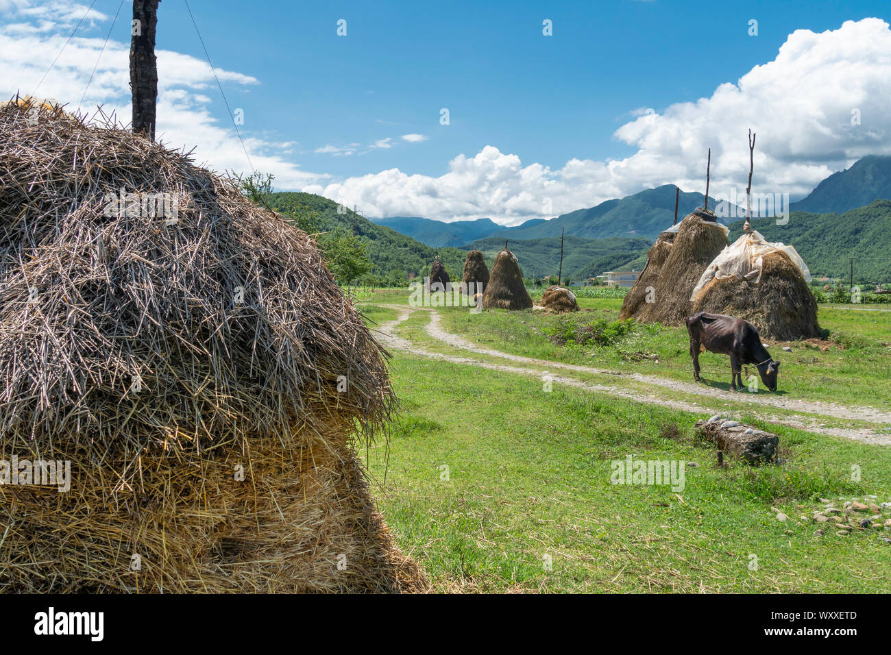 Traditional stooks, haystacks, near Burrel in Dibër county, central ...