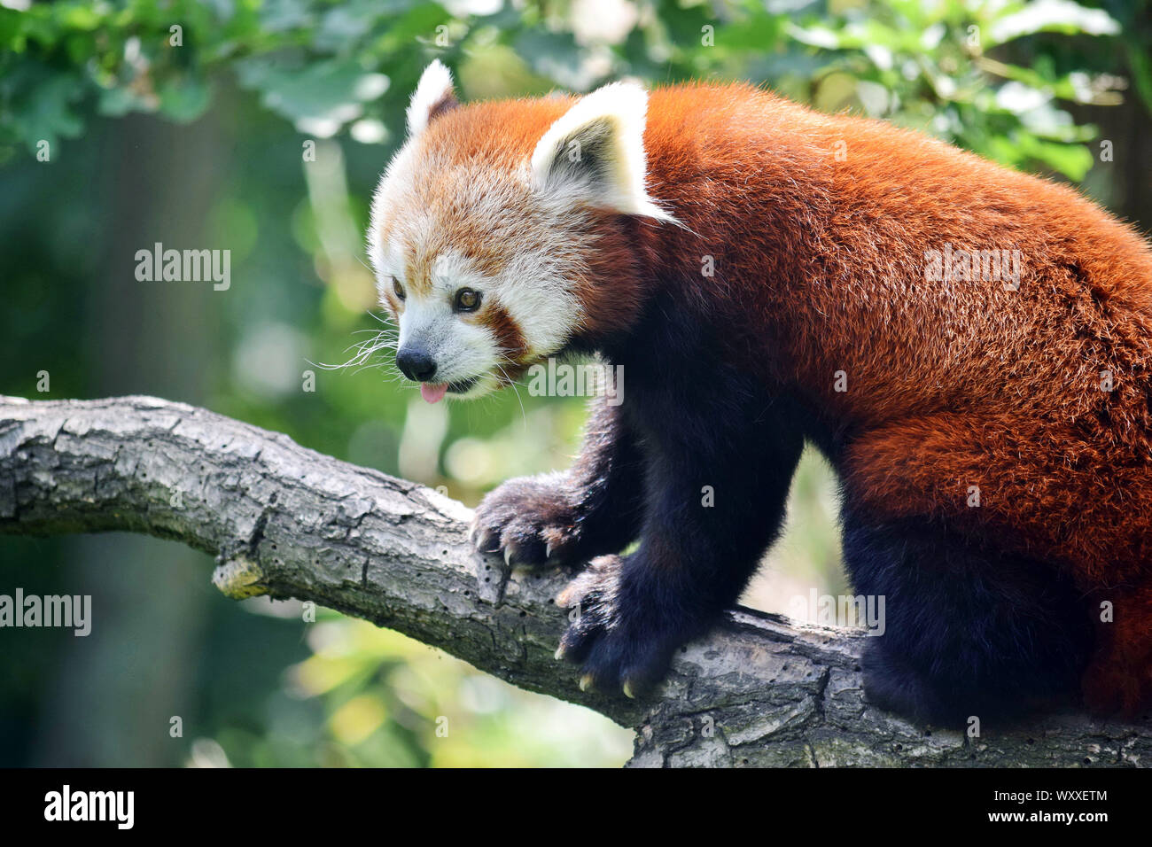 Panda tail adorable ailurus animal hi-res stock photography and images ...
