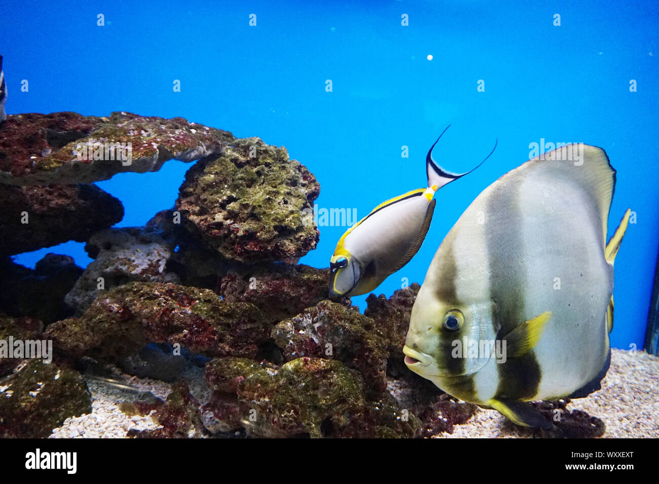 Colorful tropical fish in an aquarium with aquatic plants, corals and ...