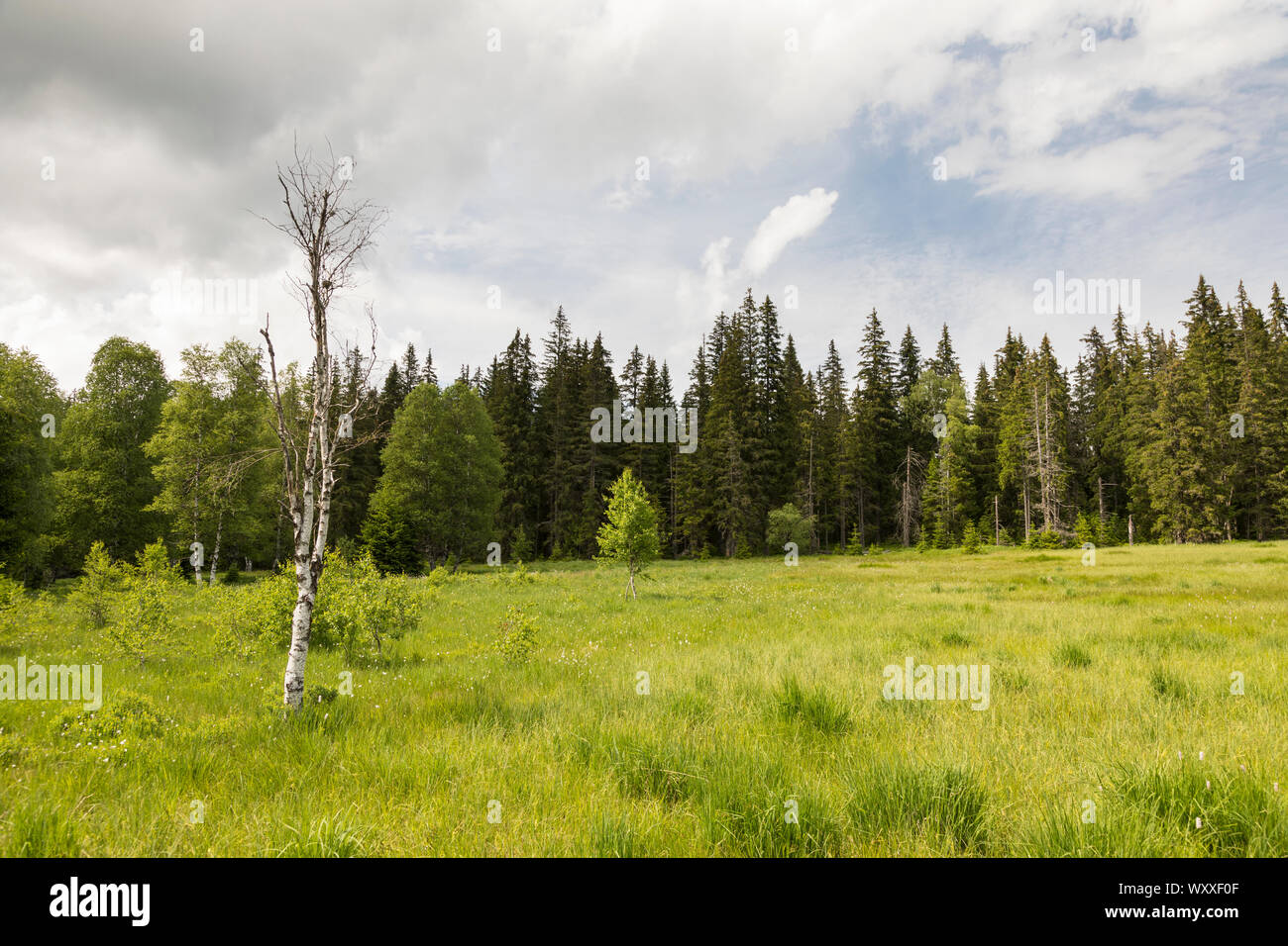 Landschaft im Boehmerwald Stock Photo - Alamy