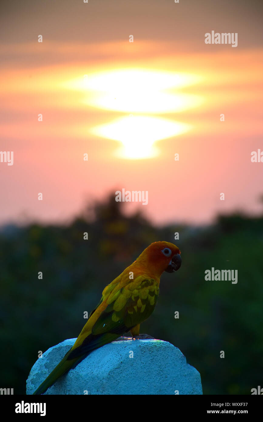 Colourful Tropical Bird with sunset Parrot Stock Photo - Alamy
