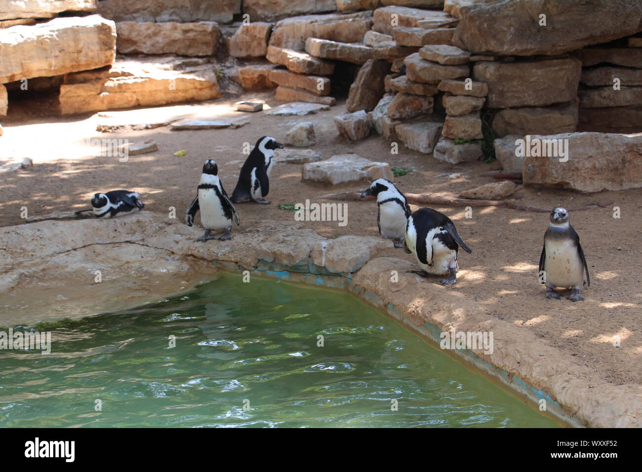 Safari in israel Stock Photo - Alamy