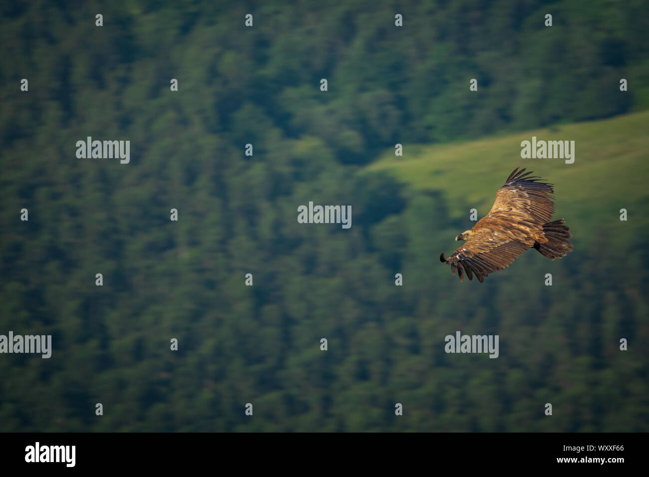 Gliding camera hi-res stock photography and images - Alamy