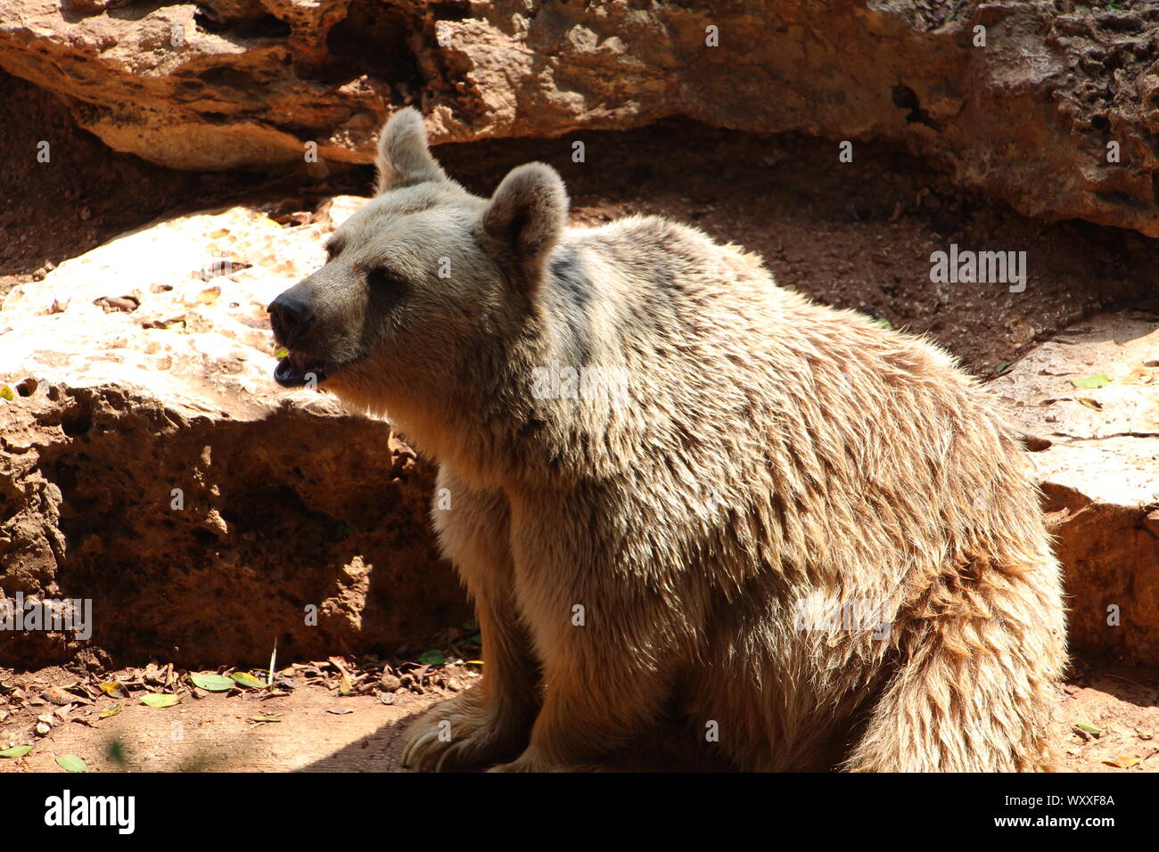 Safari in israel Stock Photo - Alamy