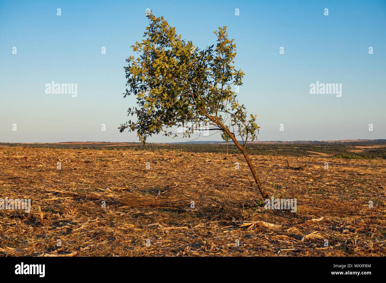 The last oak tree in the forest, long shot Stock Photo - Alamy
