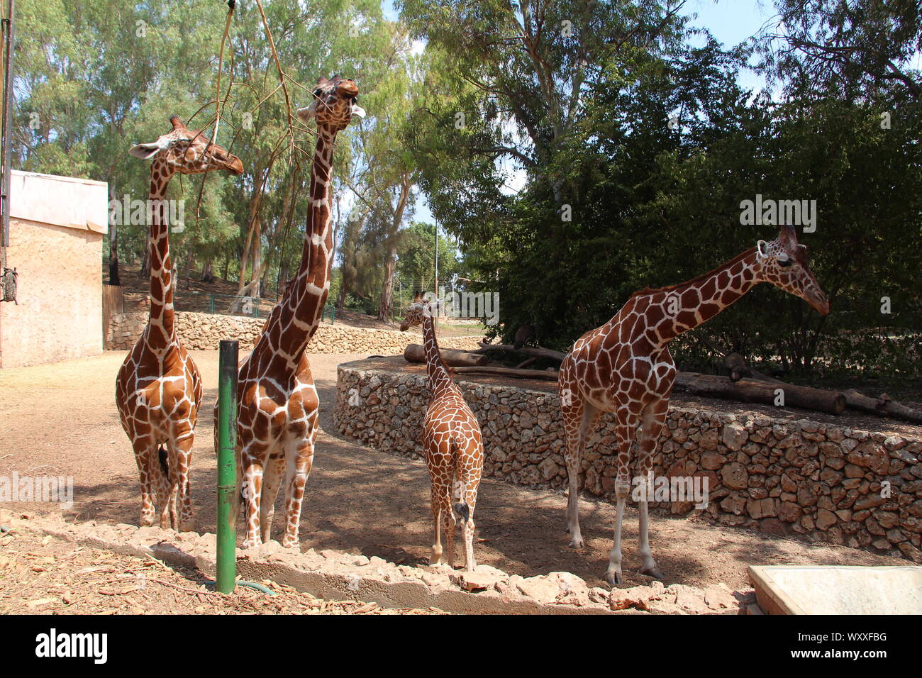 Safari in israel Stock Photo - Alamy