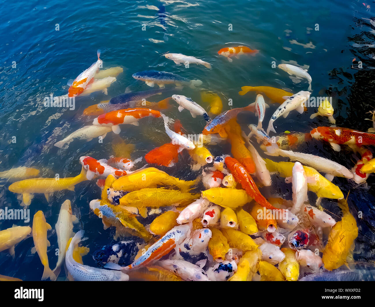 Horde of Koi Fish asking for food (Shukkeien Garden, Hiroshima, Japan ...