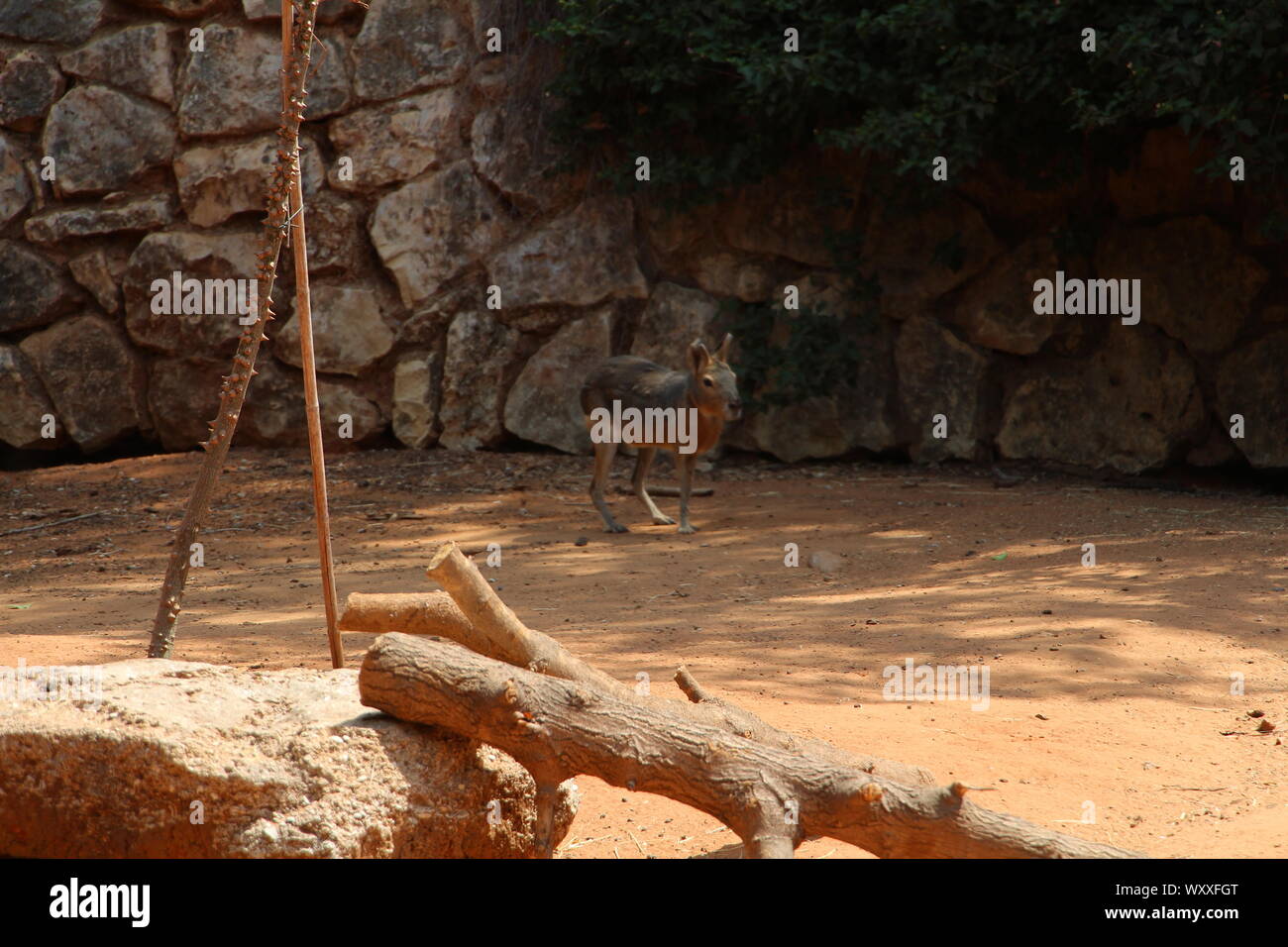 Safari wild animals and plants hi-res stock photography and images - Alamy